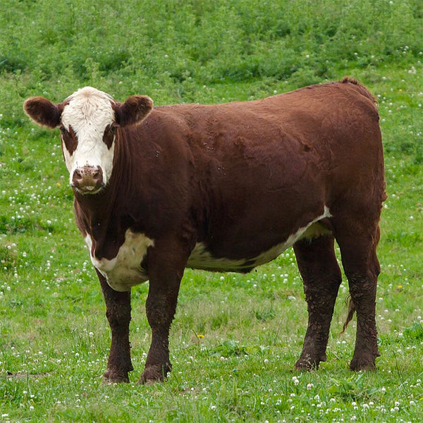 Quarter Cow - 115 lbs Bulk Grass-Fed Beef | Carter Country - CarterCountryMeats