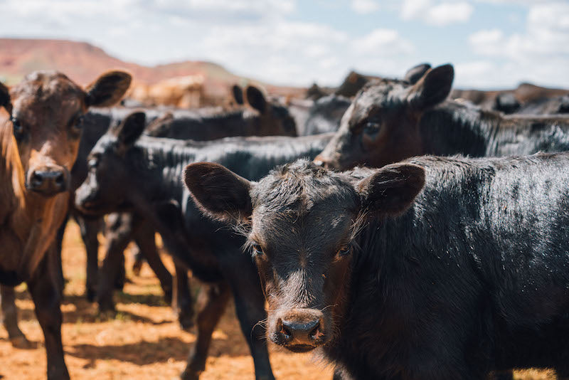GRASS FED FAMILY TRADITION - Carter Country Meats - CarterCountryMeats