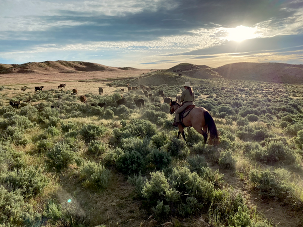 Carter Country Meats - NO MRNA VACCINE- Ranked #1 Nutrient-Dense Beef